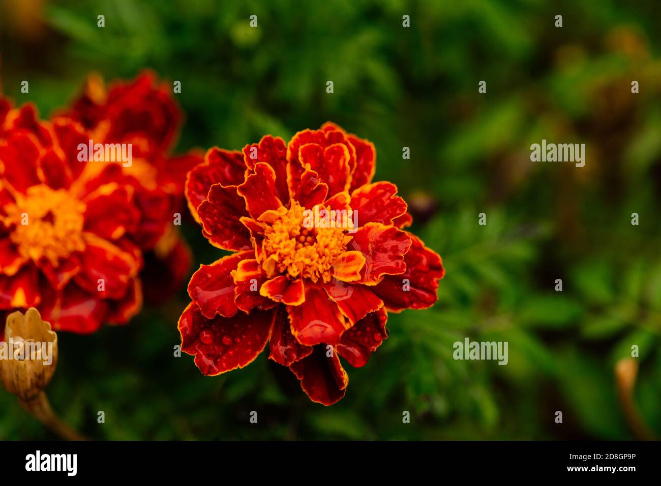 Close up yellow marigold in mome garden with nature vivid color. french ...