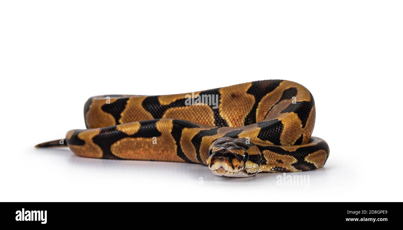 Baby male Enchi Ballpython aka Python Regius, isolated on white ...
