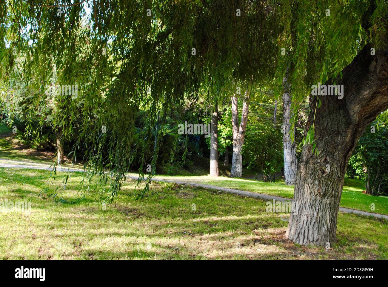 Willow trees with big trunk and the swaying green branches and leaves ...
