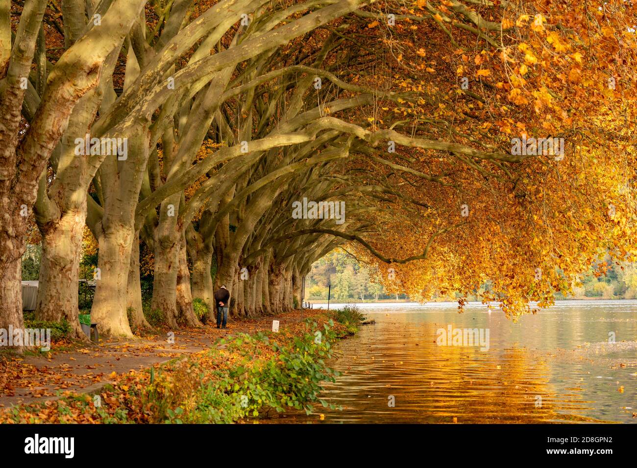 Plane Tree Alley High Resolution Stock Photography and Images - Alamy