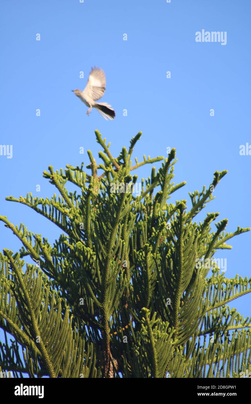 Bird in Flight Stock Photo - Alamy