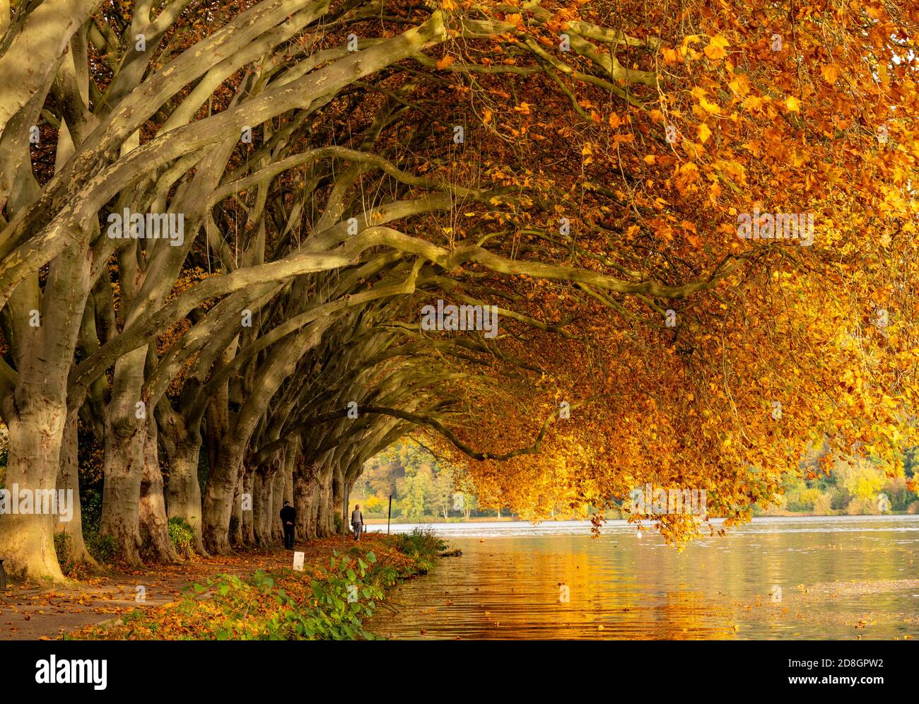 Plane tree alley, walking path along the shore of Baldeneysee lake, a ...