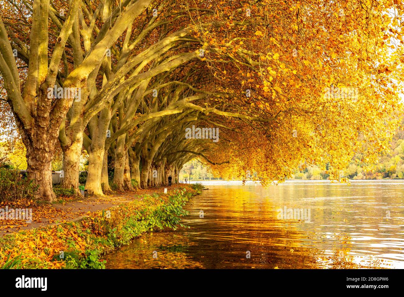 Plane tree alley, walking path along the shore of Baldeneysee lake, a ...