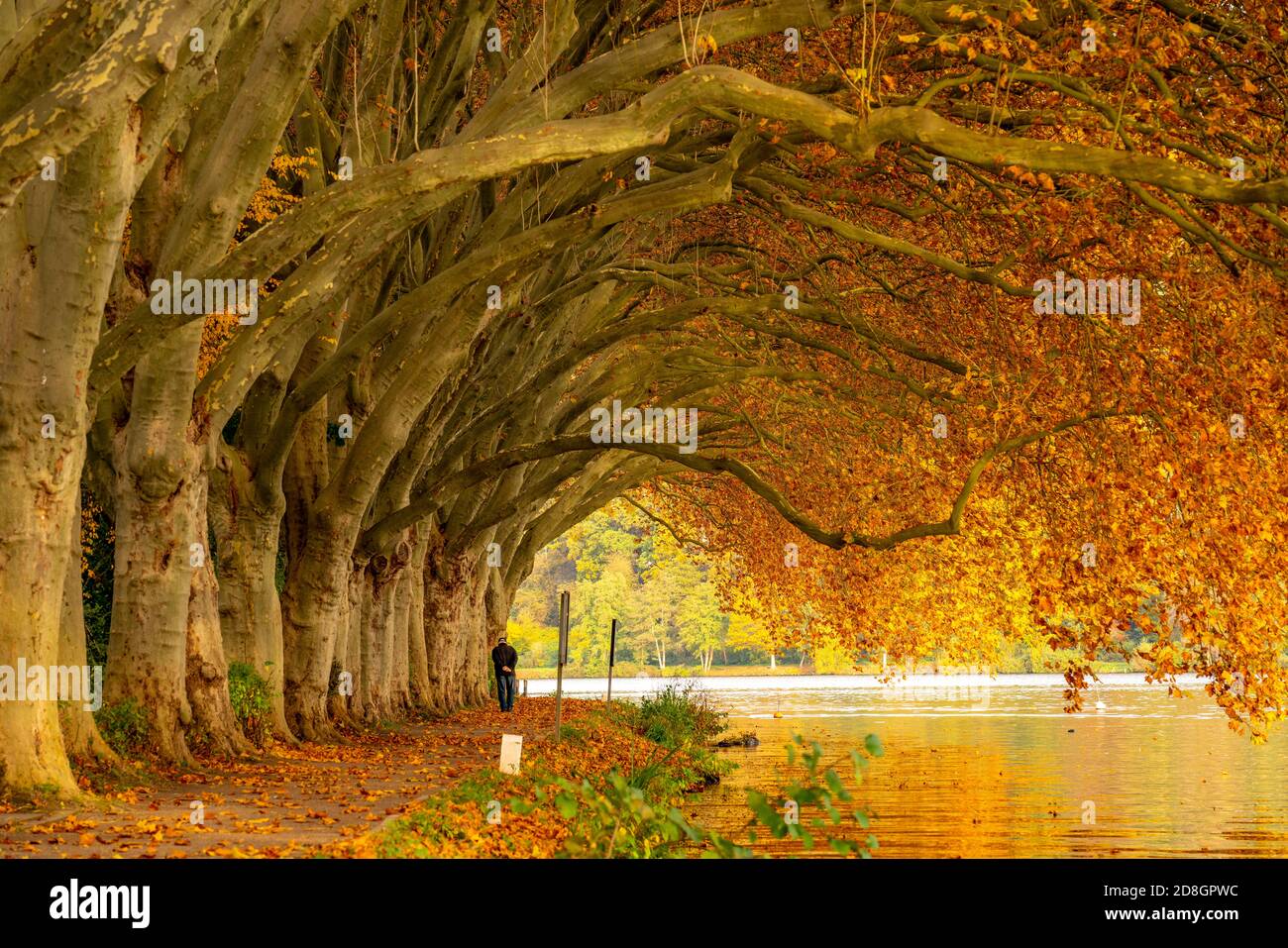 Plane tree alley, walking path along the shore of Baldeneysee lake, a ...
