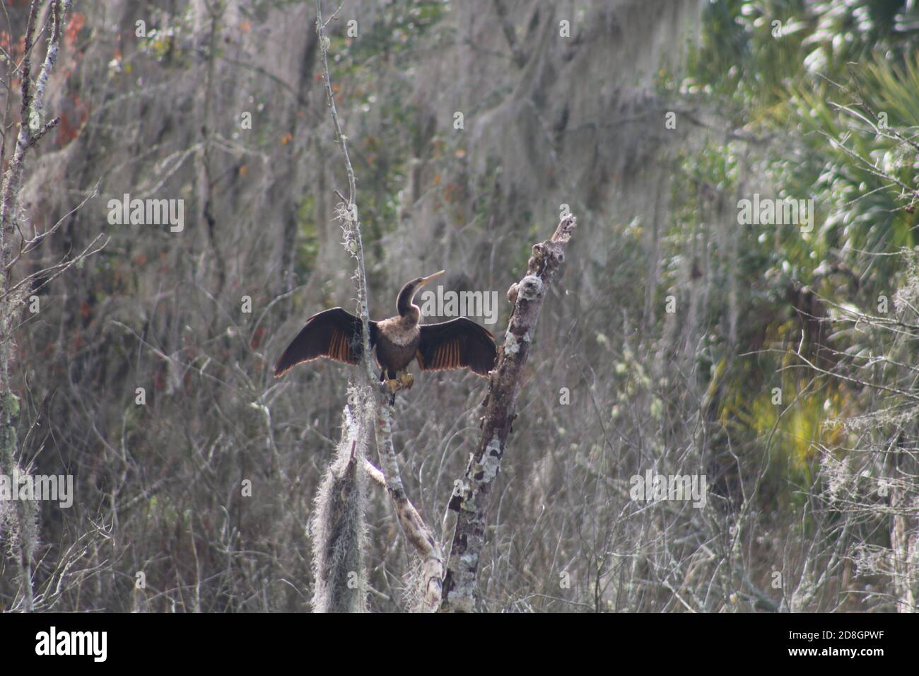 Bird drying wings hi-res stock photography and images - Alamy