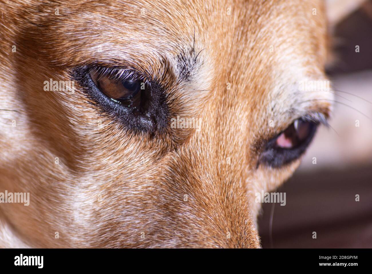 Closeup shot of an old dogs eyes Stock Photo - Alamy