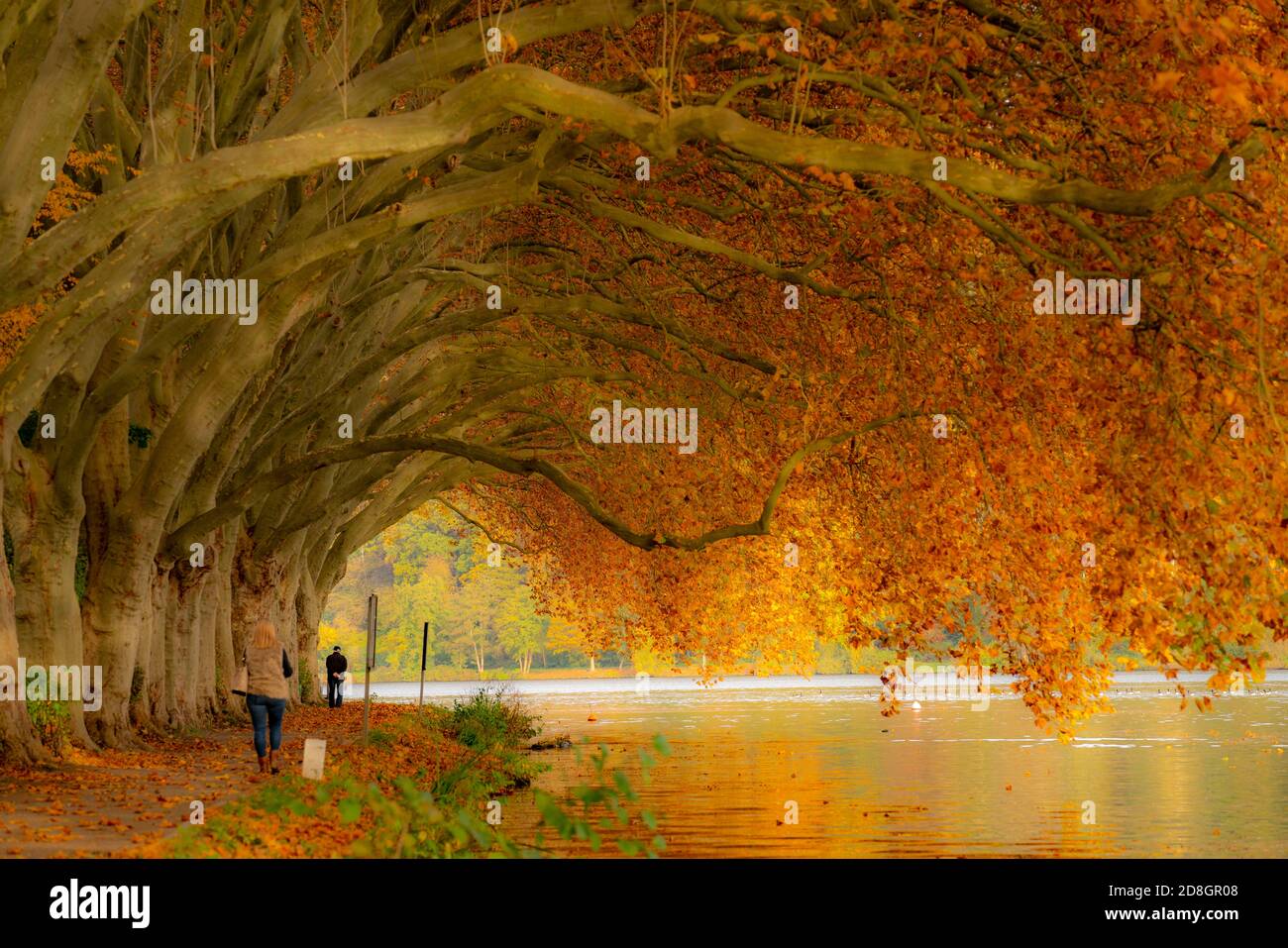 Plane tree alley, walking path along the shore of Baldeneysee lake, a ...