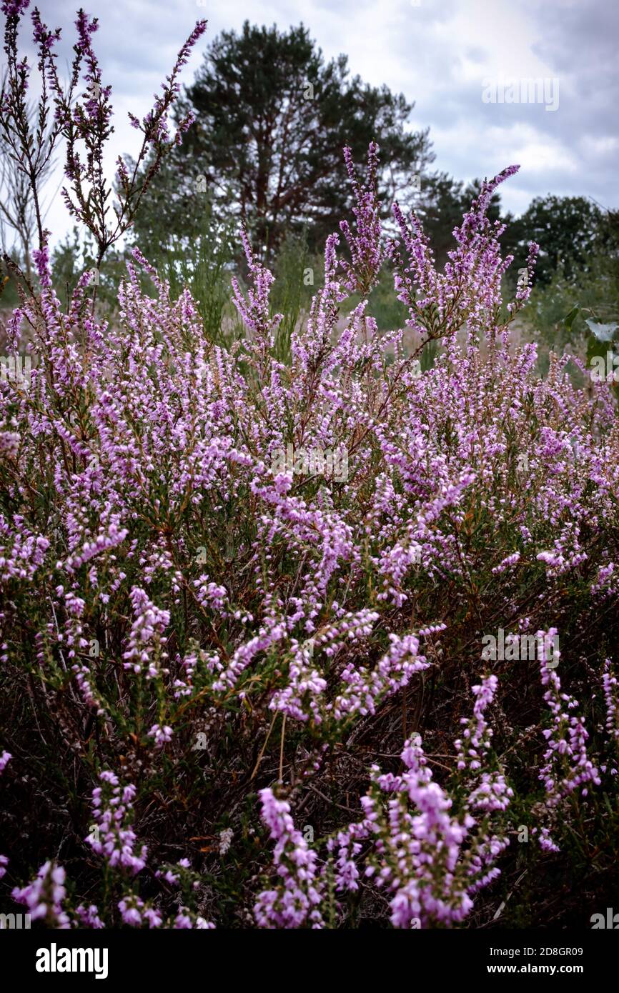Heather blooming on later summer day in Germany Stock Photo - Alamy