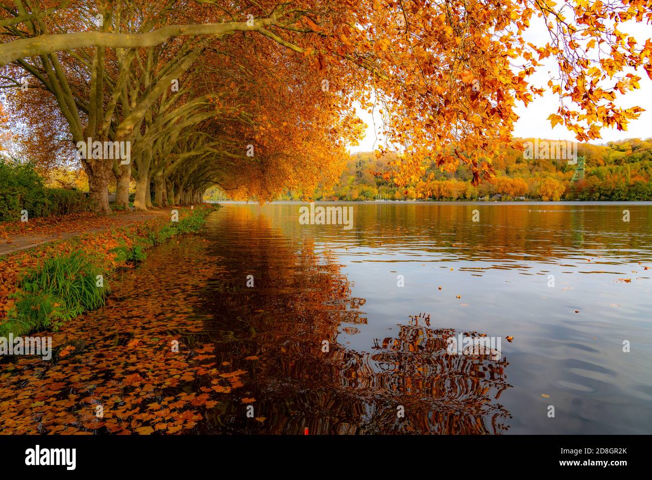 Plane tree alley, walking path along the shore of Baldeneysee lake, a ...