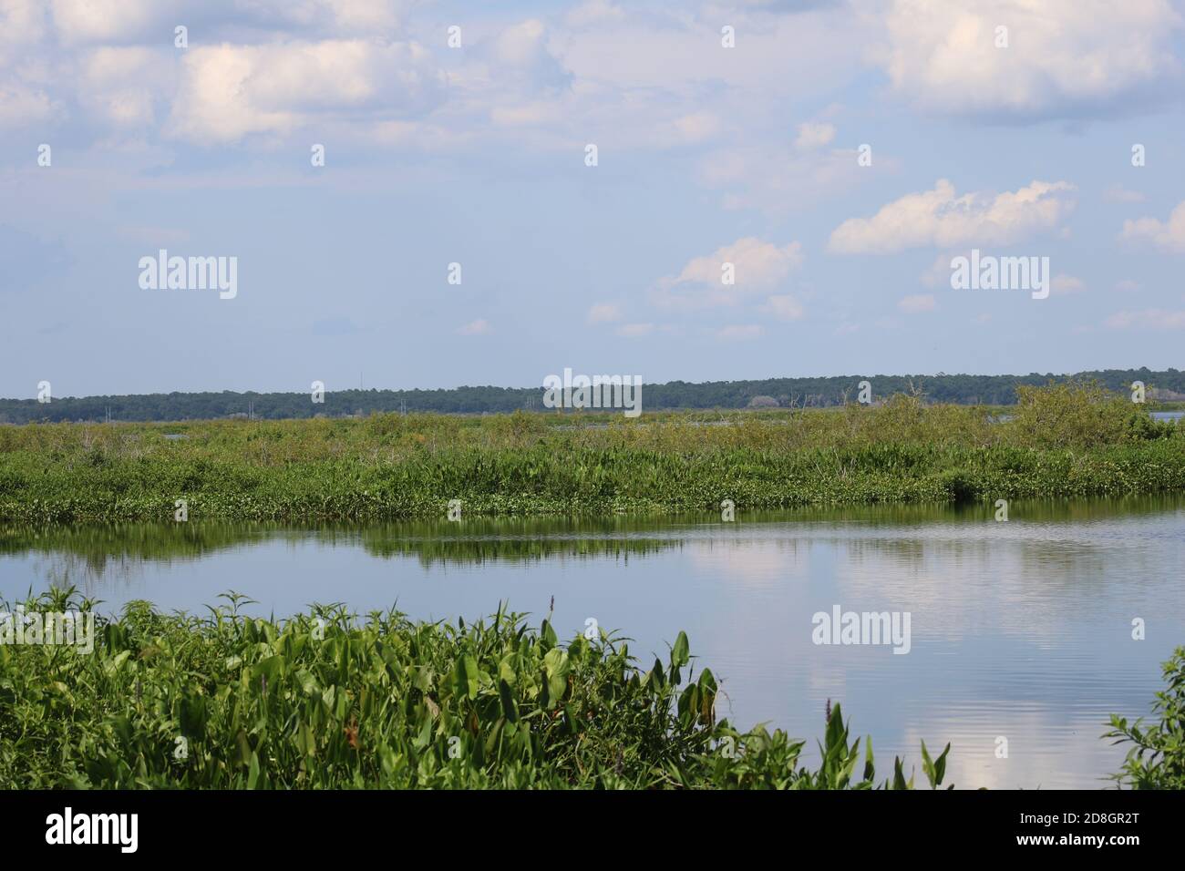 Swamp land hi-res stock photography and images - Alamy