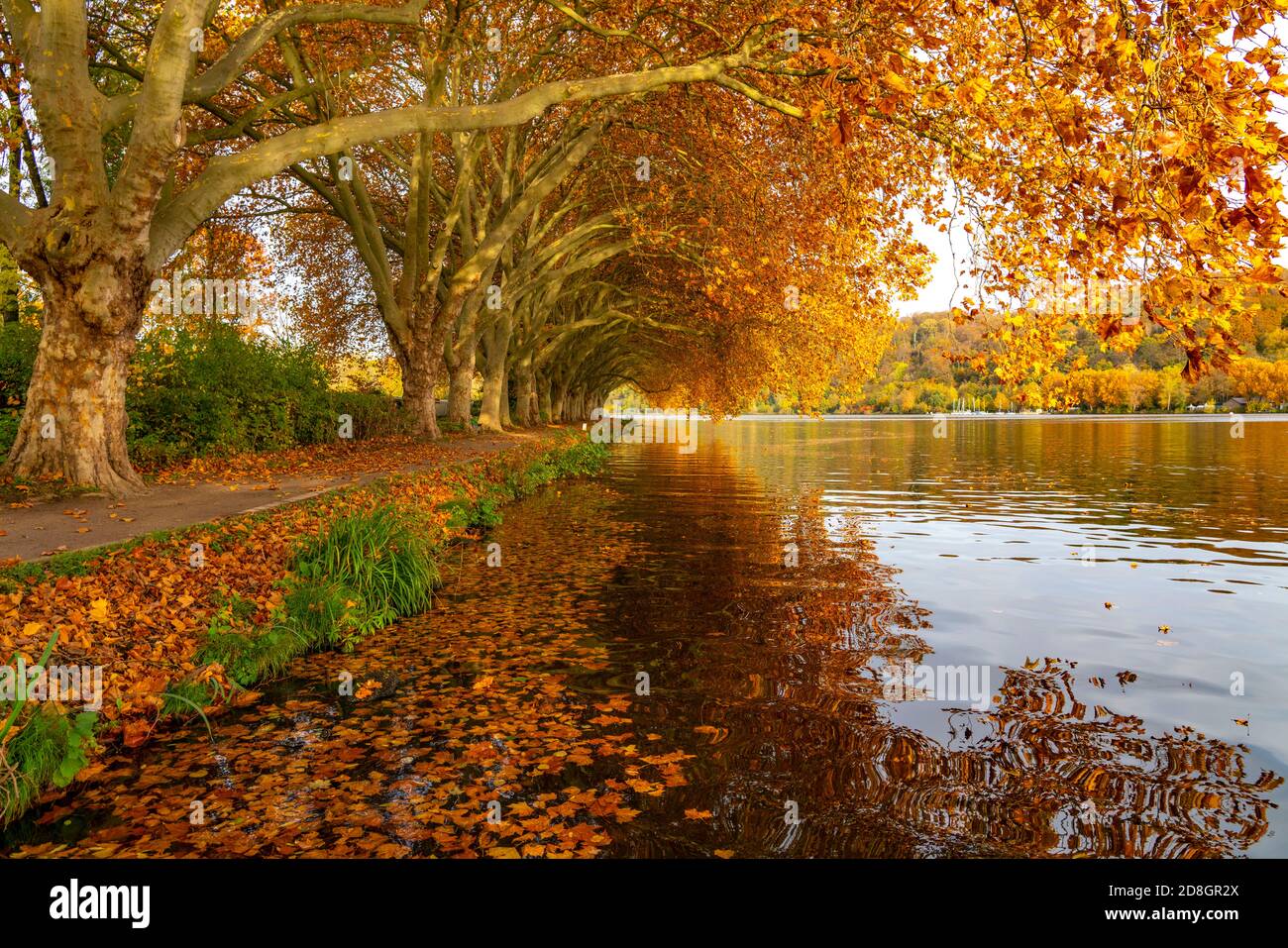 Plane tree alley, walking path along the shore of Baldeneysee lake, a ...