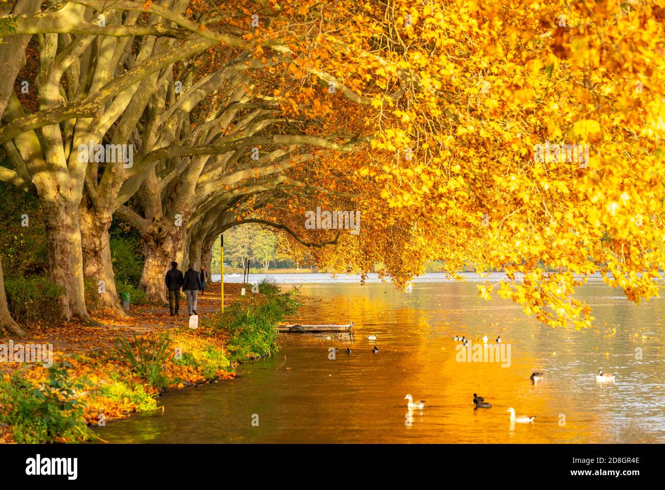 Plane tree alley, walking path along the shore of Baldeneysee lake, a ...