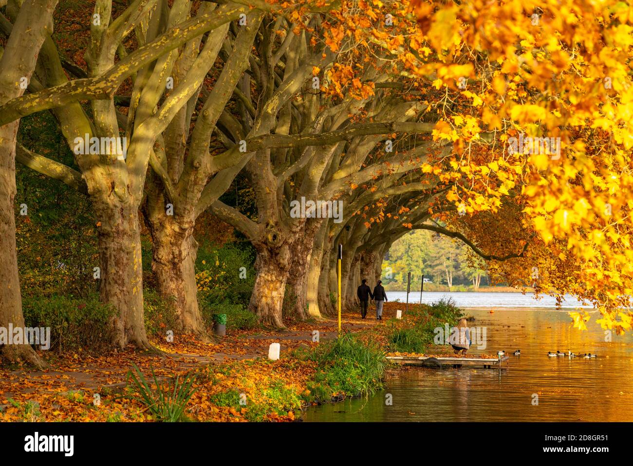 Plane tree alley hi-res stock photography and images - Alamy