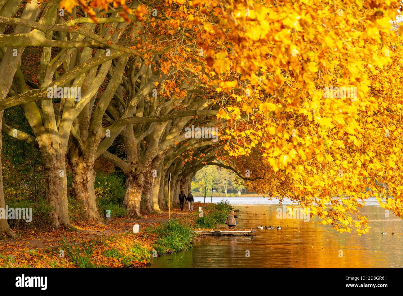 Plane tree alley, walking path along the shore of Baldeneysee lake, a ...