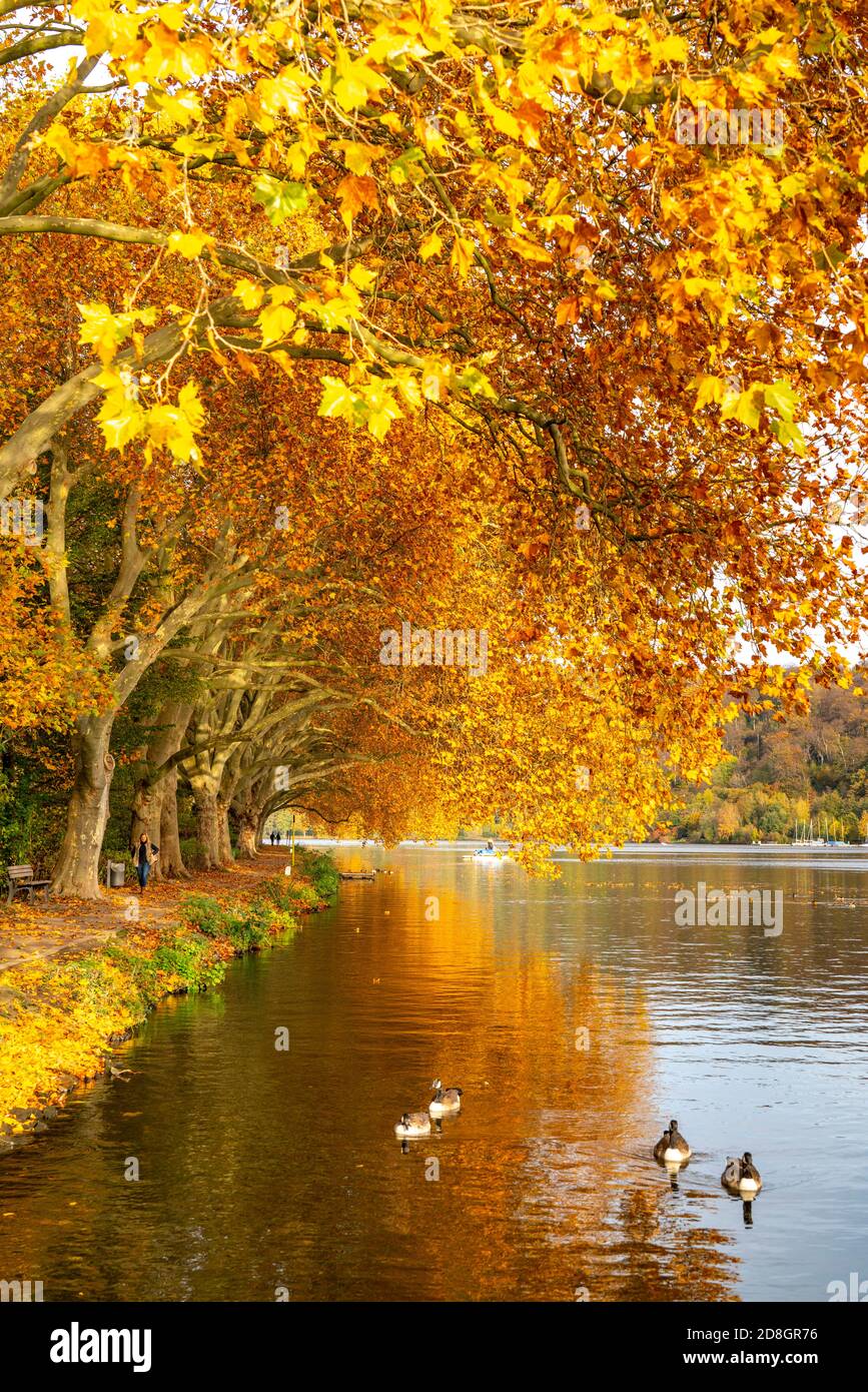 Plane tree alley, walking path along the shore of Baldeneysee lake, a ...