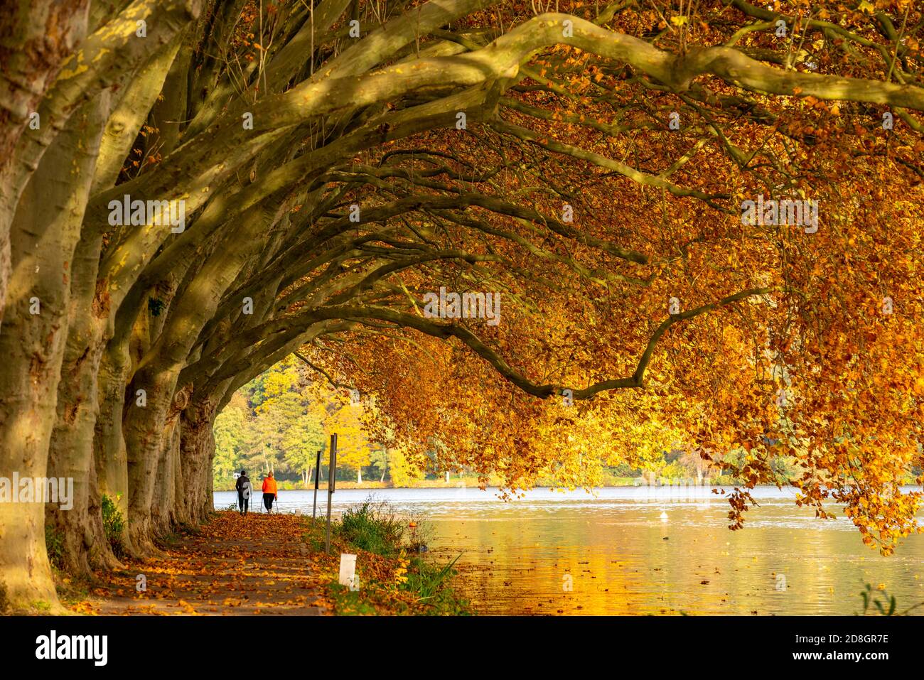 Plane tree alley, walking path along the shore of Baldeneysee lake, a ...