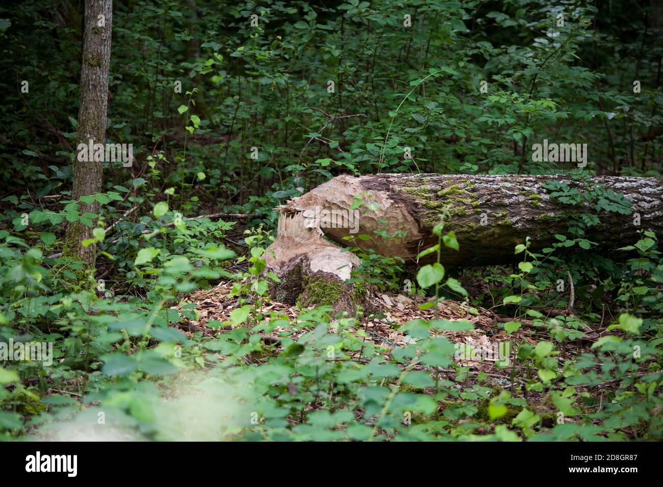Beavers damage hi-res stock photography and images - Alamy