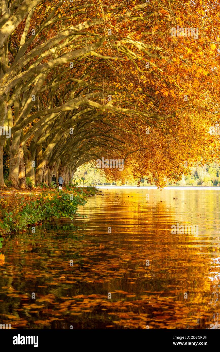 Plane tree alley, walking path along the shore of Baldeneysee lake, a ...