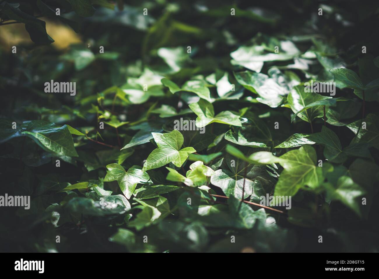 Green leaves of Hedera helix commonly known as English ivy or common ...