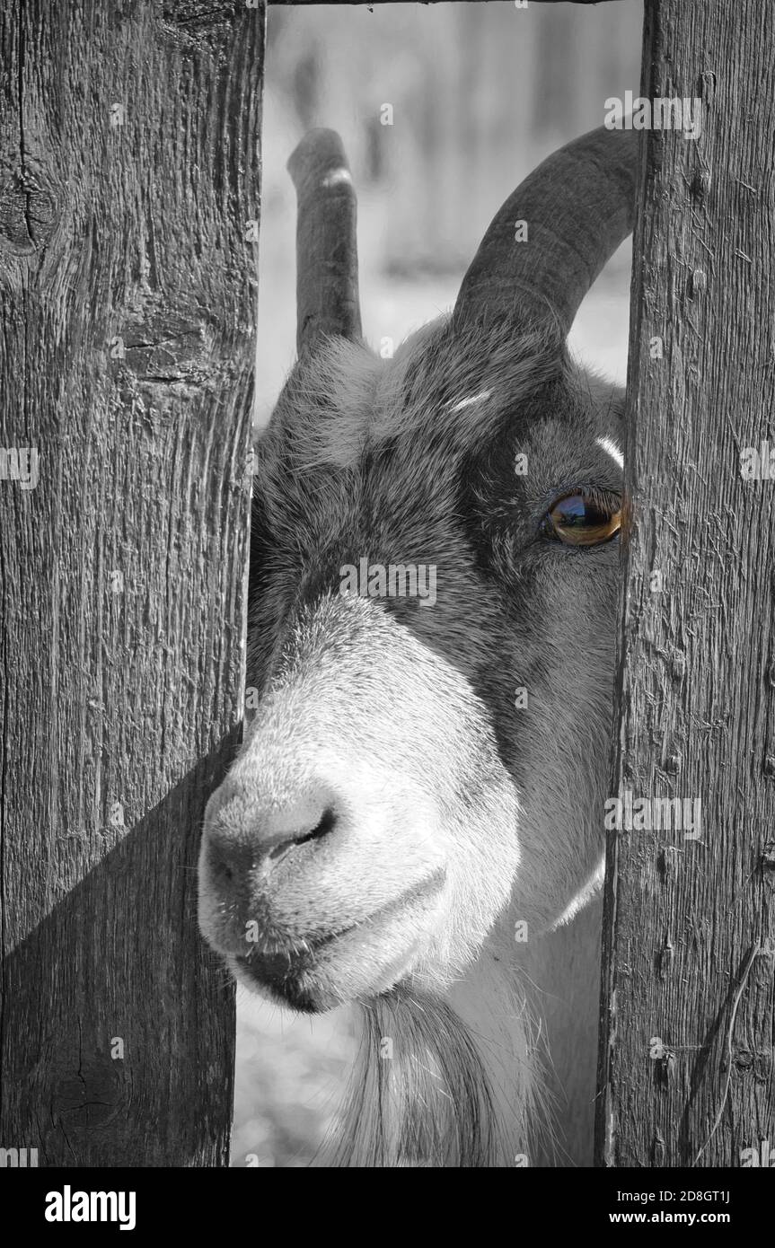 Grayscale shot of a goat behind the wooden fences under the sunlight ...