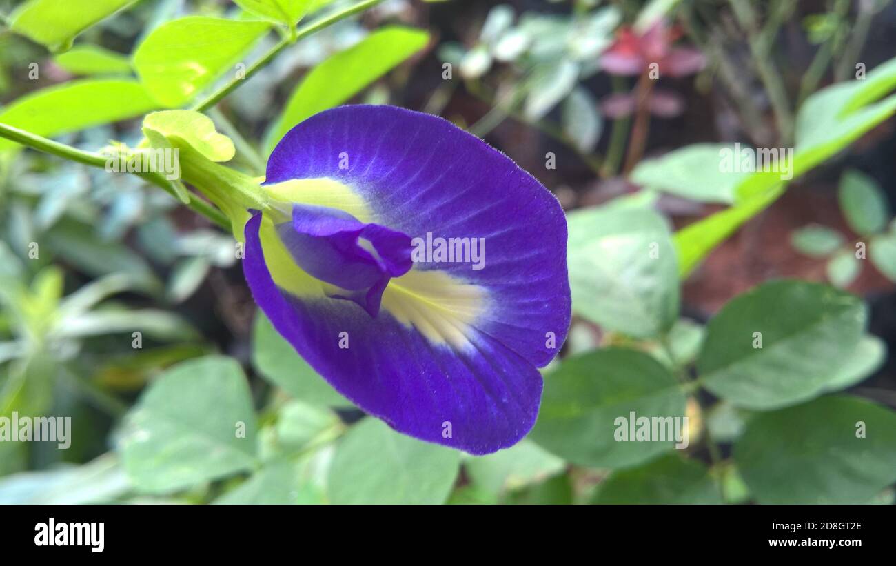 Clitoria ternatea commonly known as Asian pigeonwings or bluebellvine ...