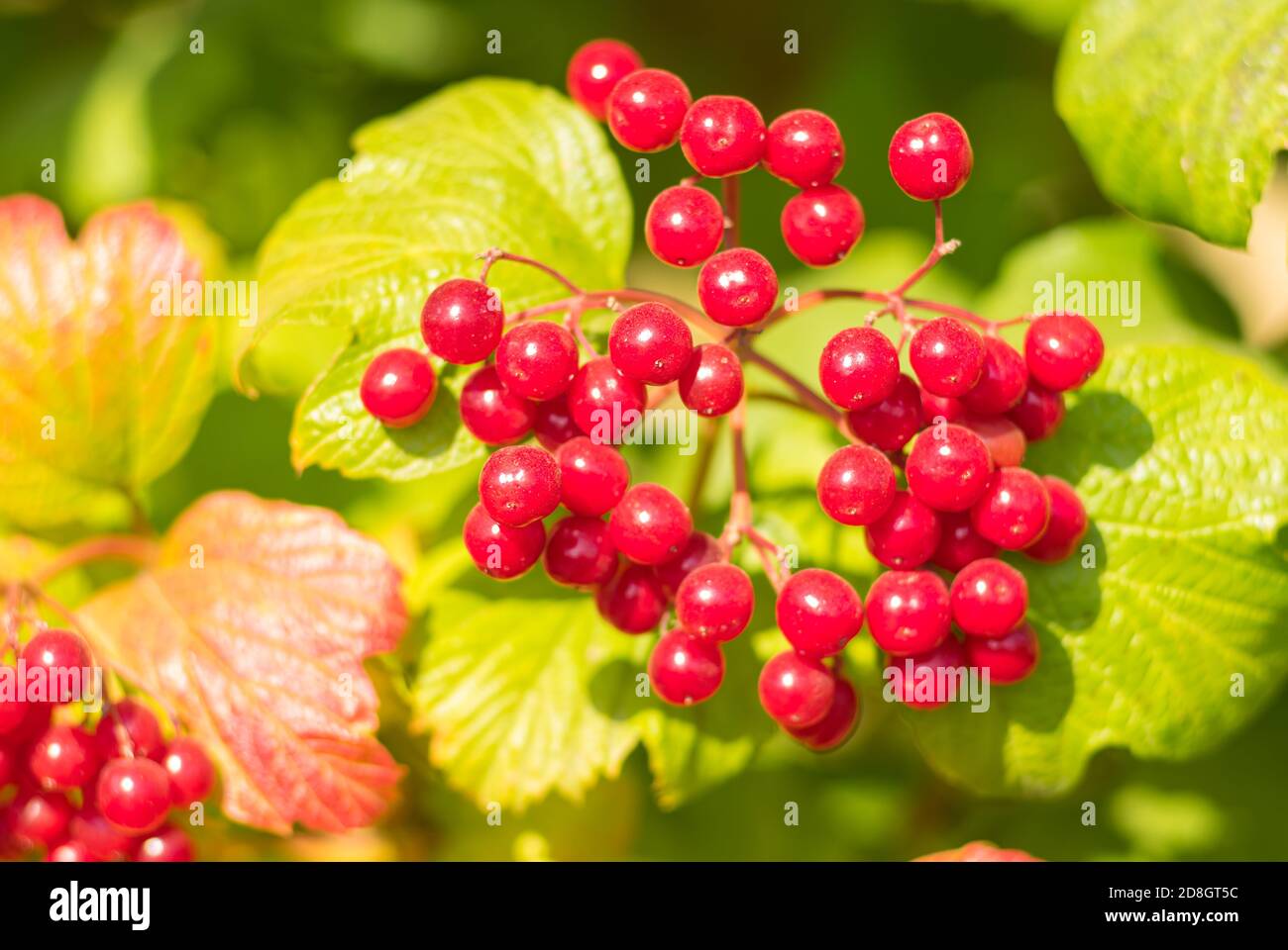Beautiful branch of snowball tree with red, ripe berries close-up at ...