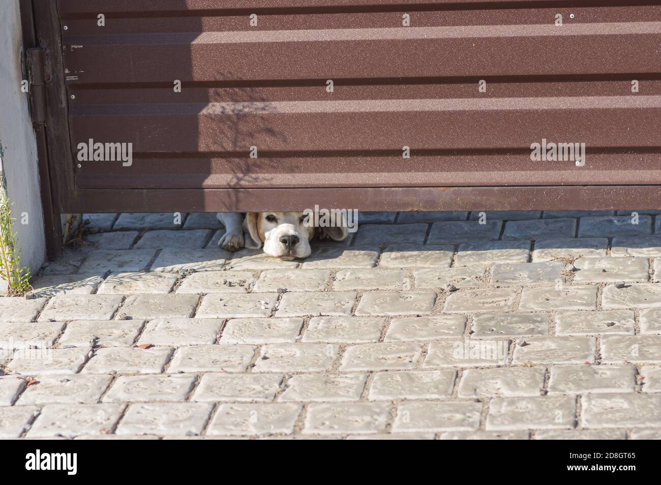 Young cute beagle dog looking out from gate chink being home alone and ...