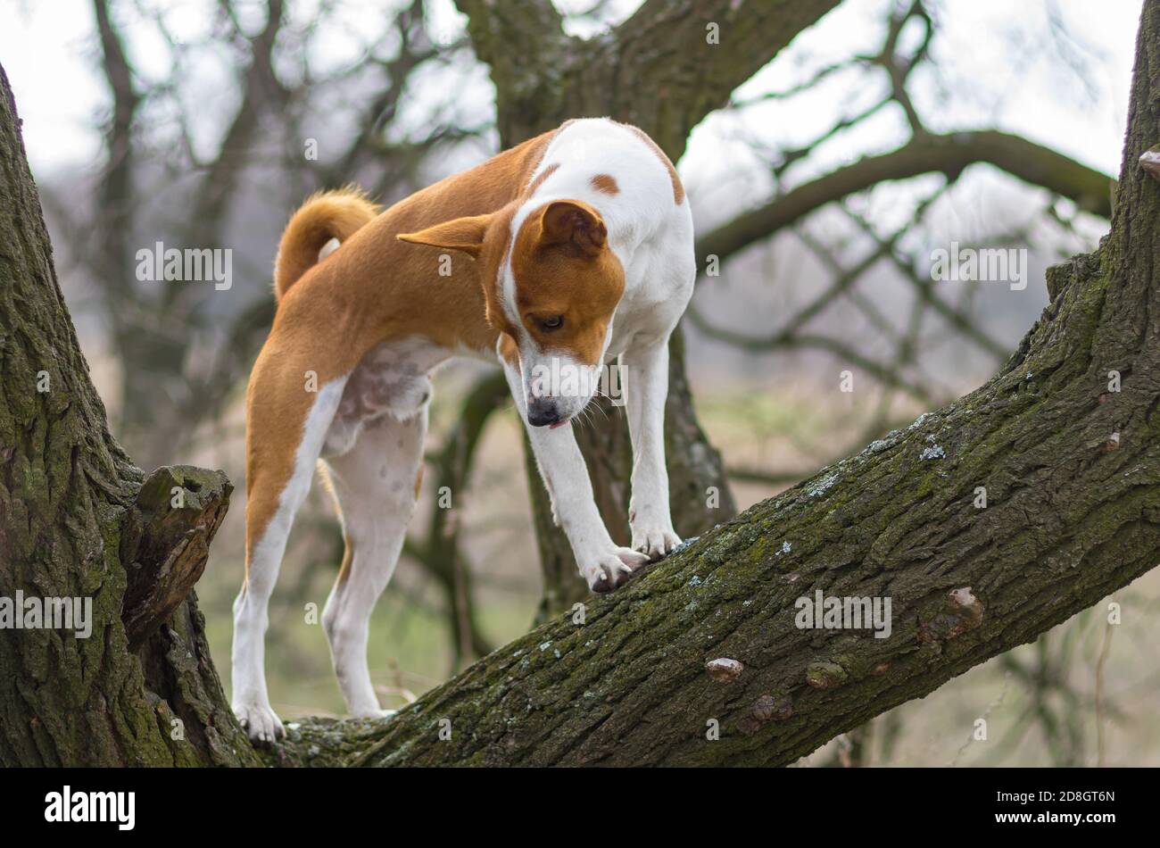 Portrait of mature basenji dog standing on a tree branch and looking ...