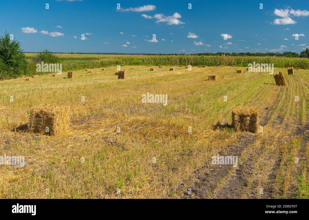 Hay forage hi-res stock photography and images - Alamy