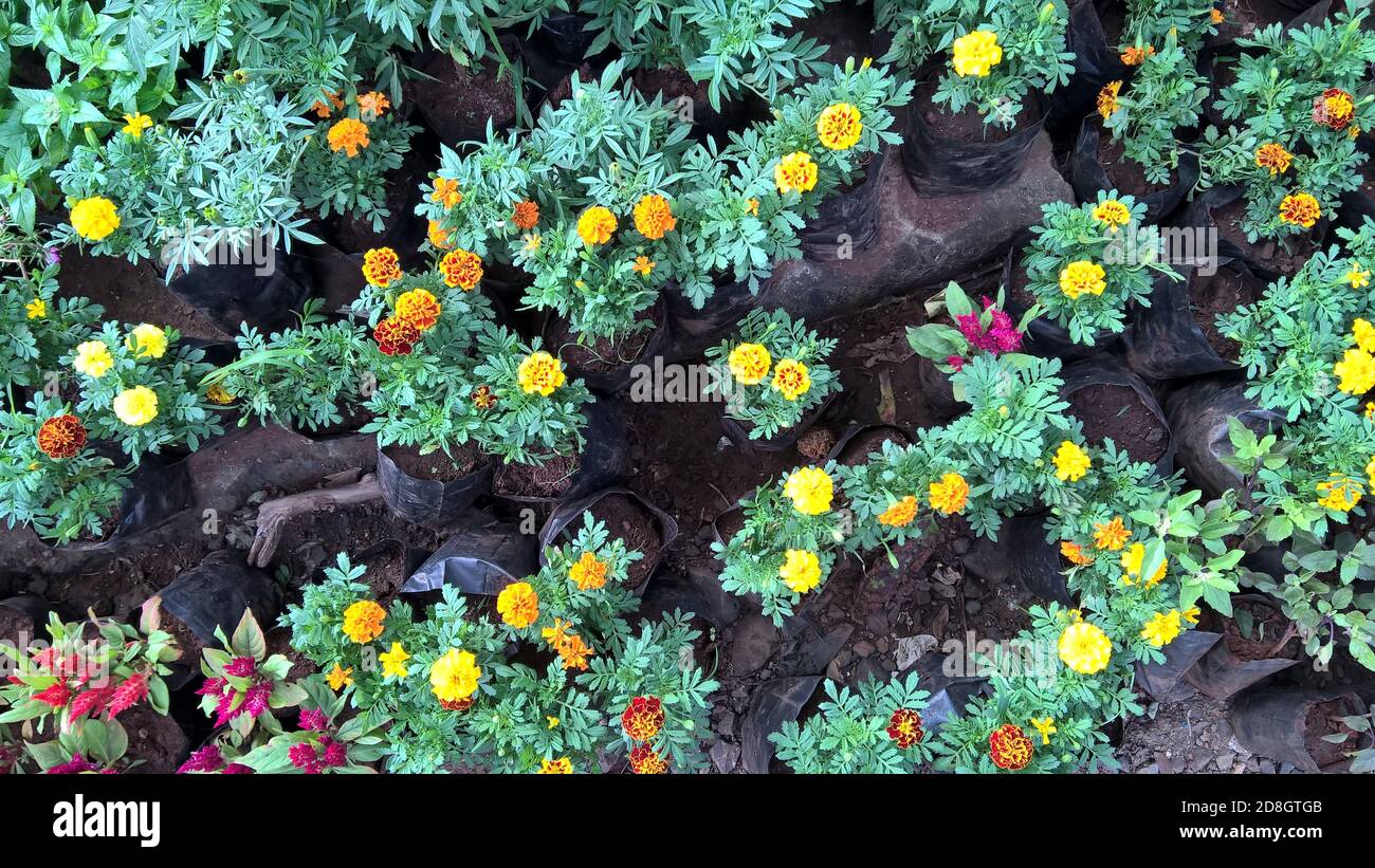 scenic view of Tagetes flowers and plants for multipurpose use Stock ...