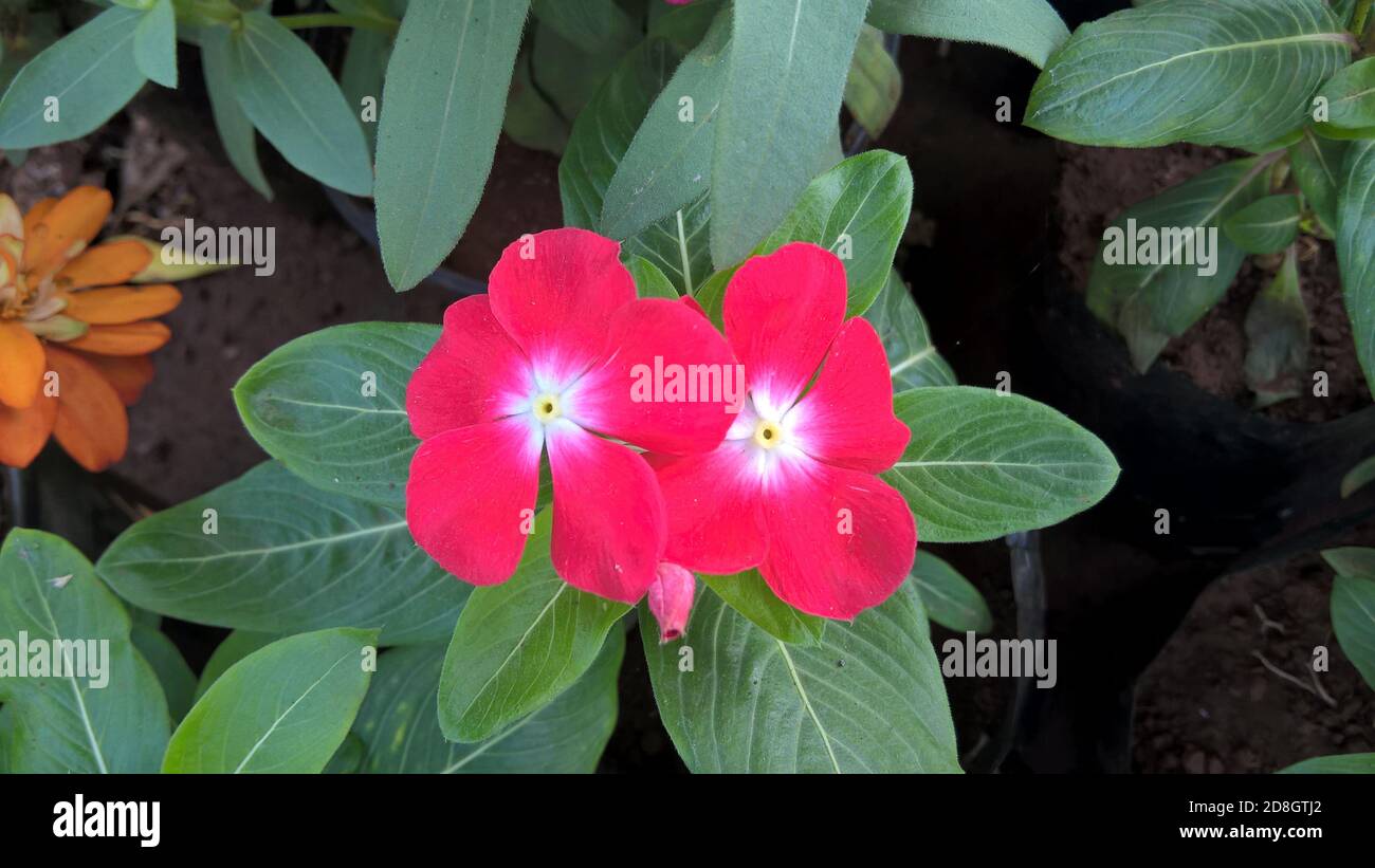 scenic view of catharanthus flowers also called as periwinkle or ...