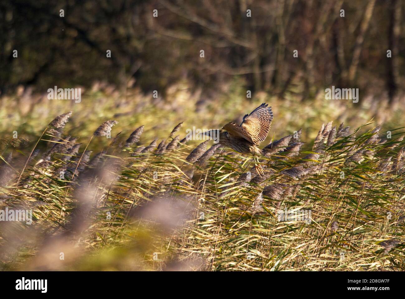 Bittern taking off from reed bed Stock Photo - Alamy