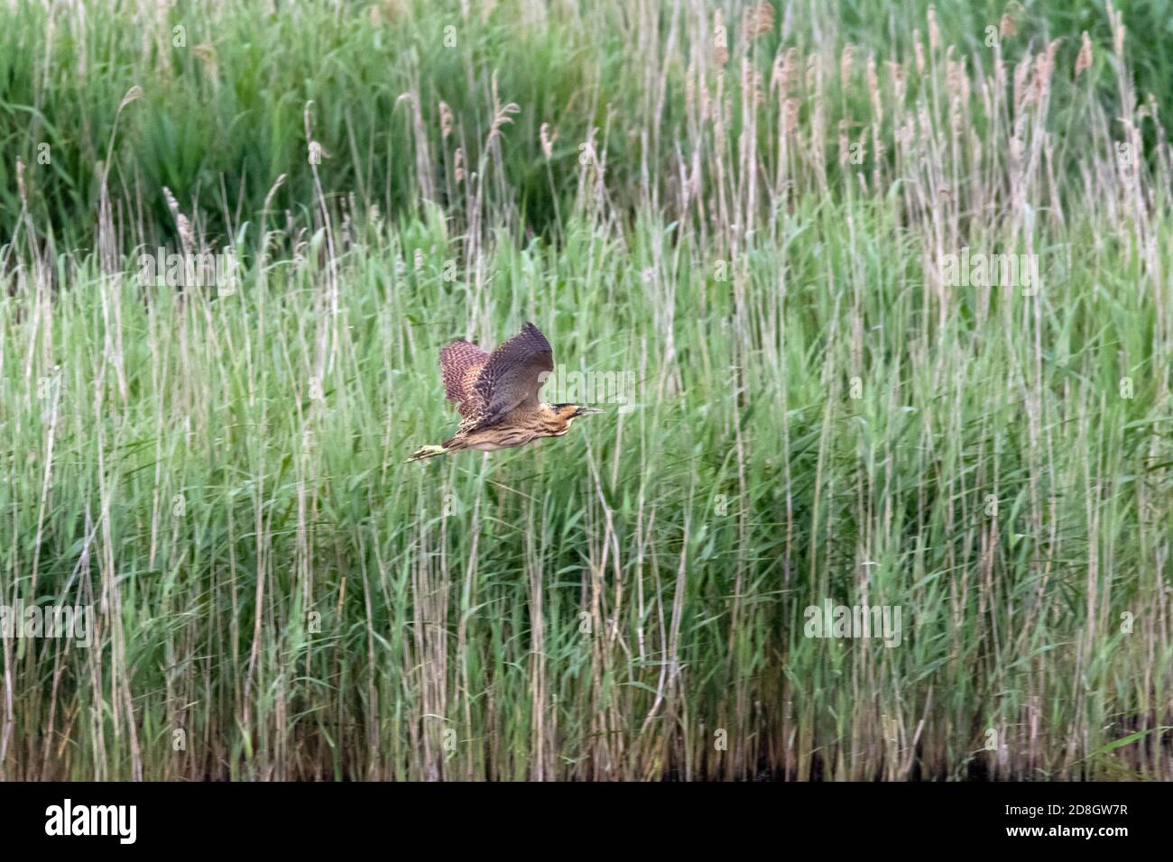 Bittern flying over Reed bed Stock Photo - Alamy