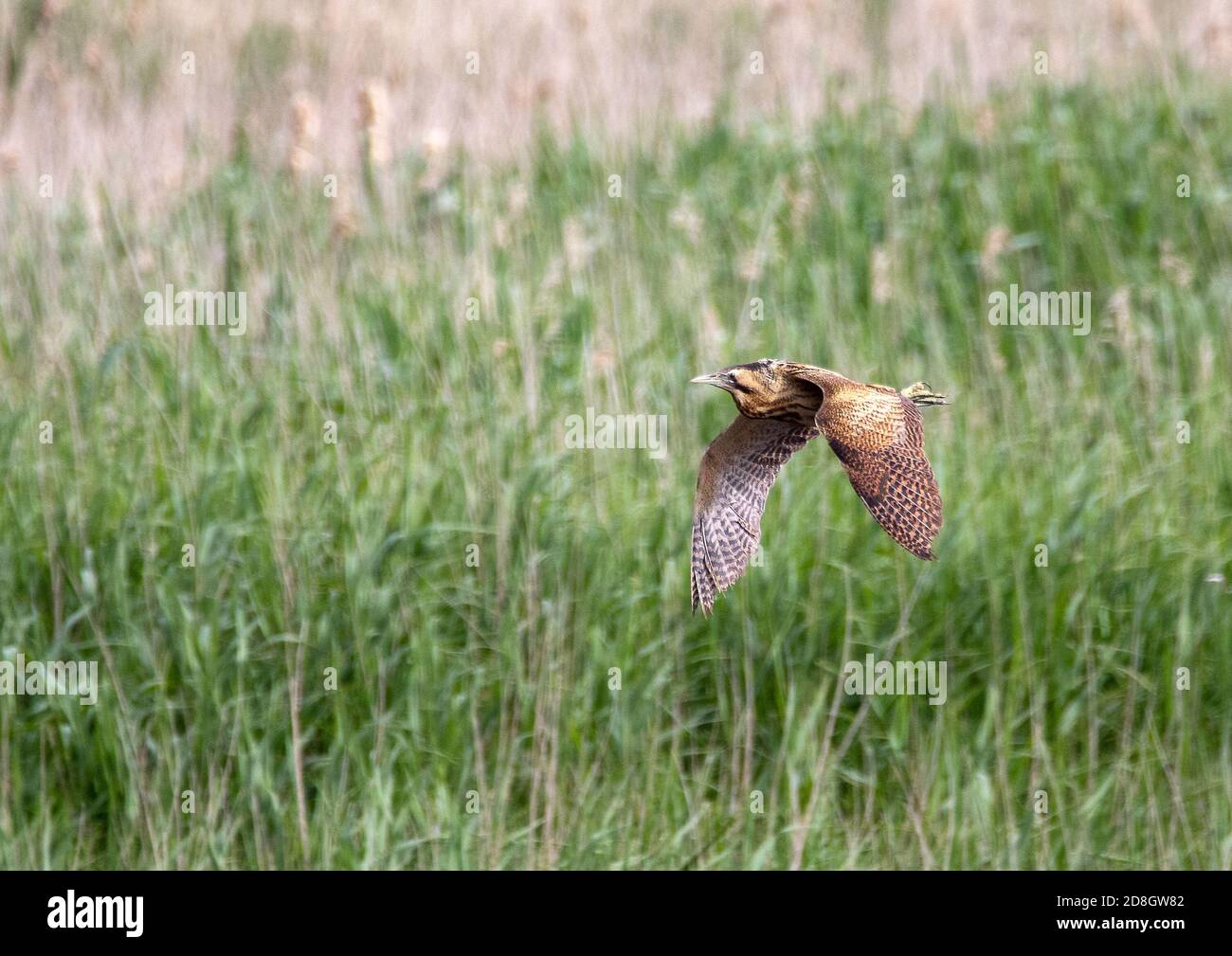 Reed bed birds hi-res stock photography and images - Alamy