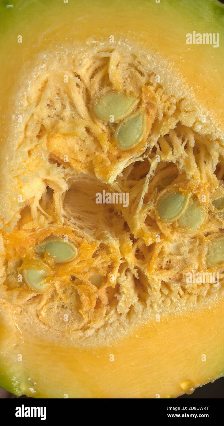 closeup of cross section view of raw vegetable pumpkin a cultivar of ...