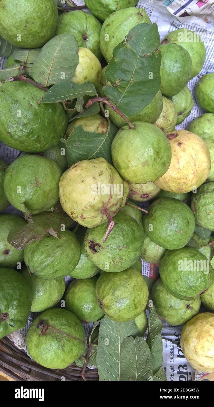 scenic view of fresh Guava fruit kept well stocked Stock Photo - Alamy