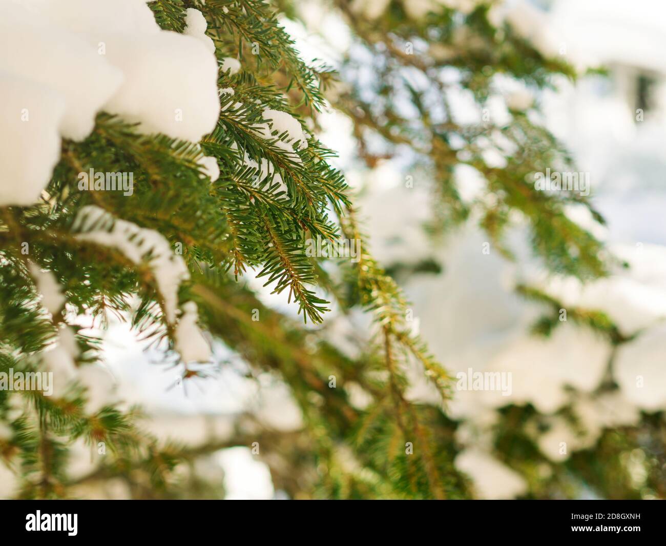 Winter tree branches covered with snow Stock Photo - Alamy