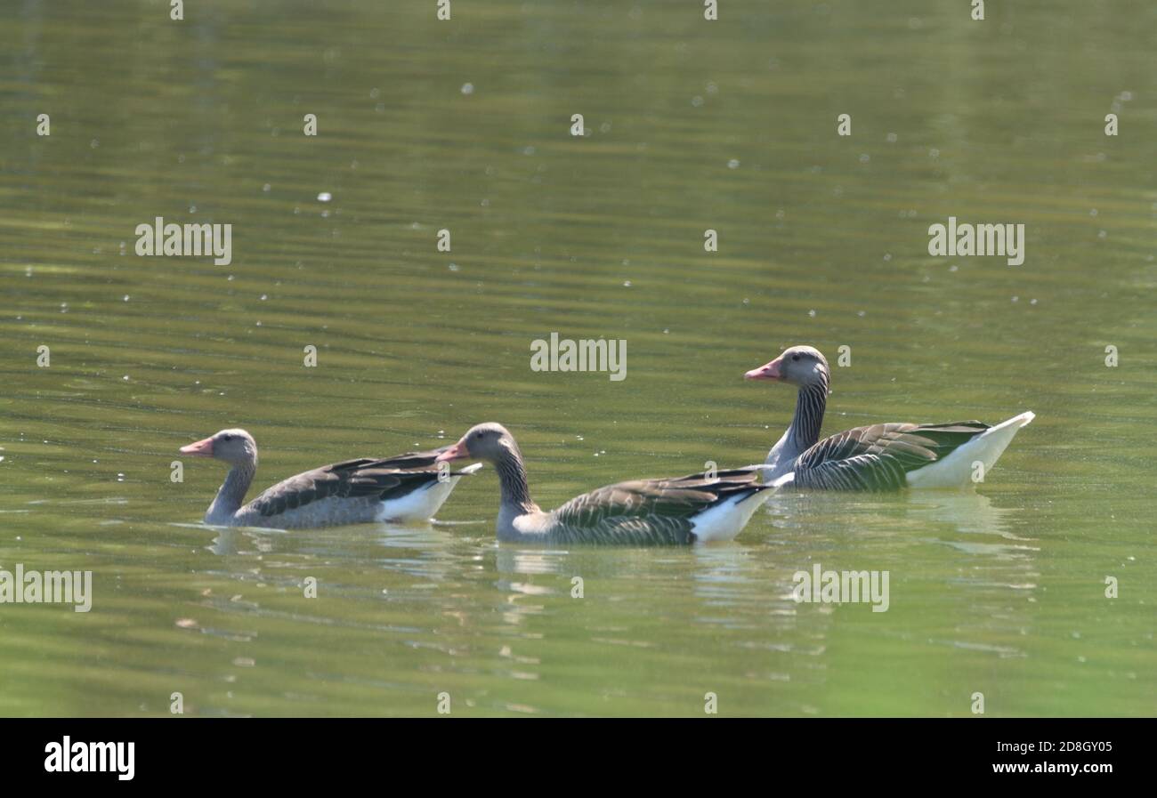 wild goose with young geese swims on the water Stock Photo - Alamy