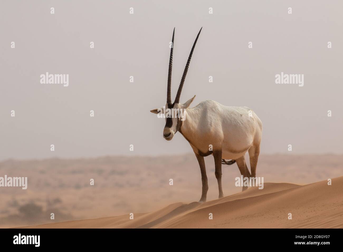 Arabian oryx antelope hi-res stock photography and images - Alamy