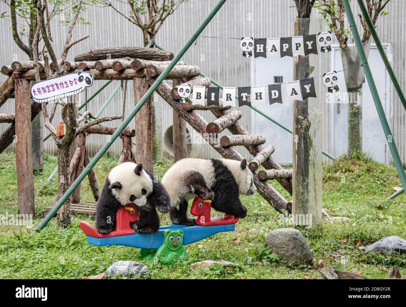 Panda China Wolong Panda Center High Resolution Stock Photography and ...