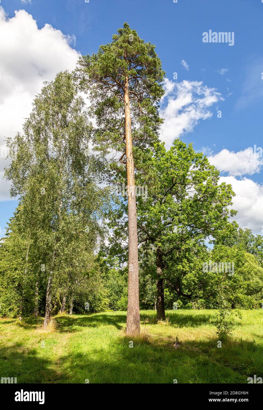 Forest with high pine tree in a beautiful summer sunny day against the ...