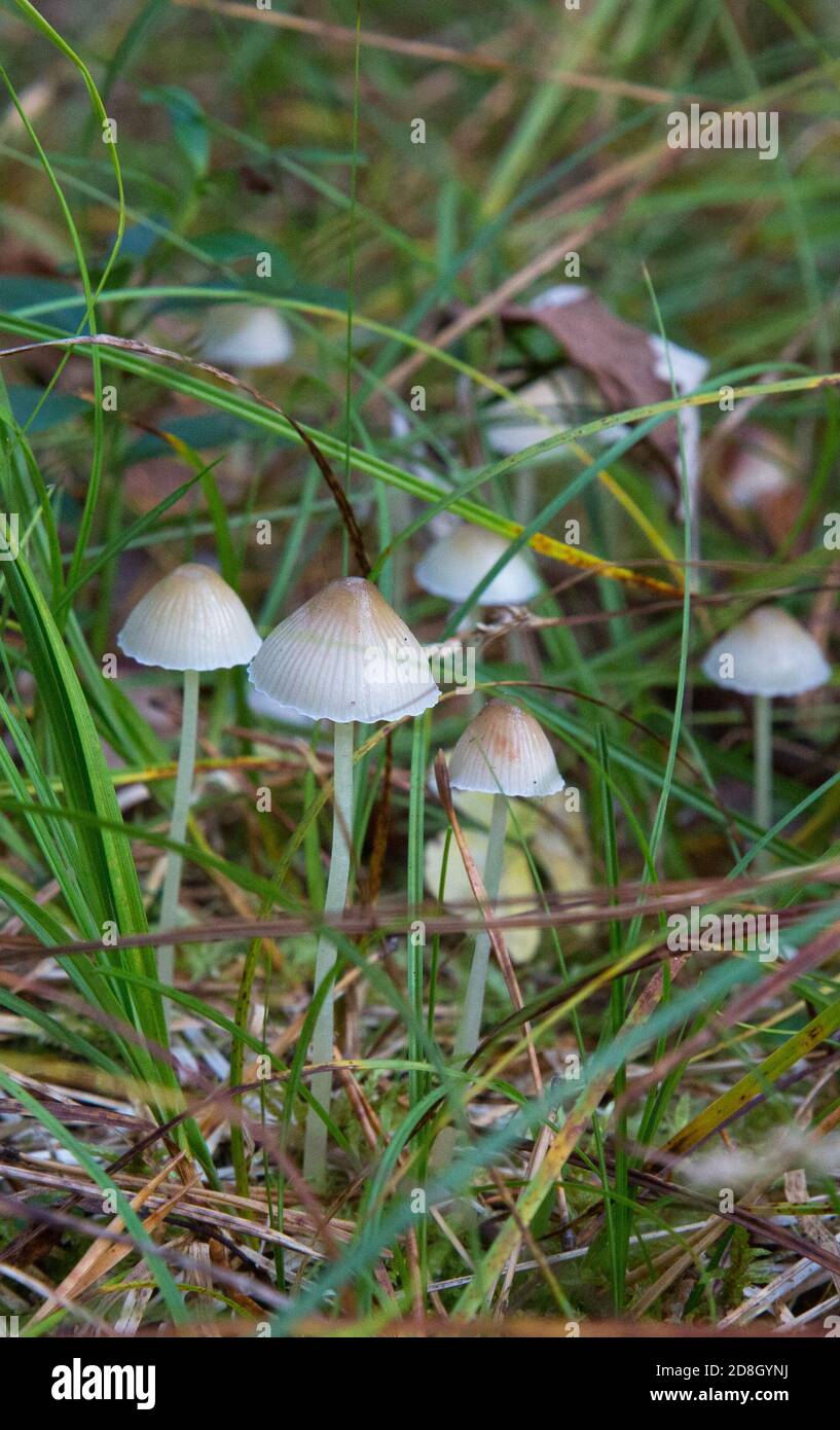 Small mushrooms in the forest.Mycena filopes mushroom Stock Photo - Alamy