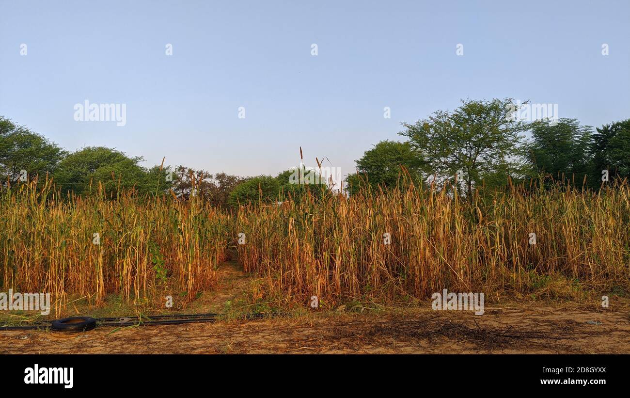 Ripe millet crop and awesome background. Pearl Millet Field in ...