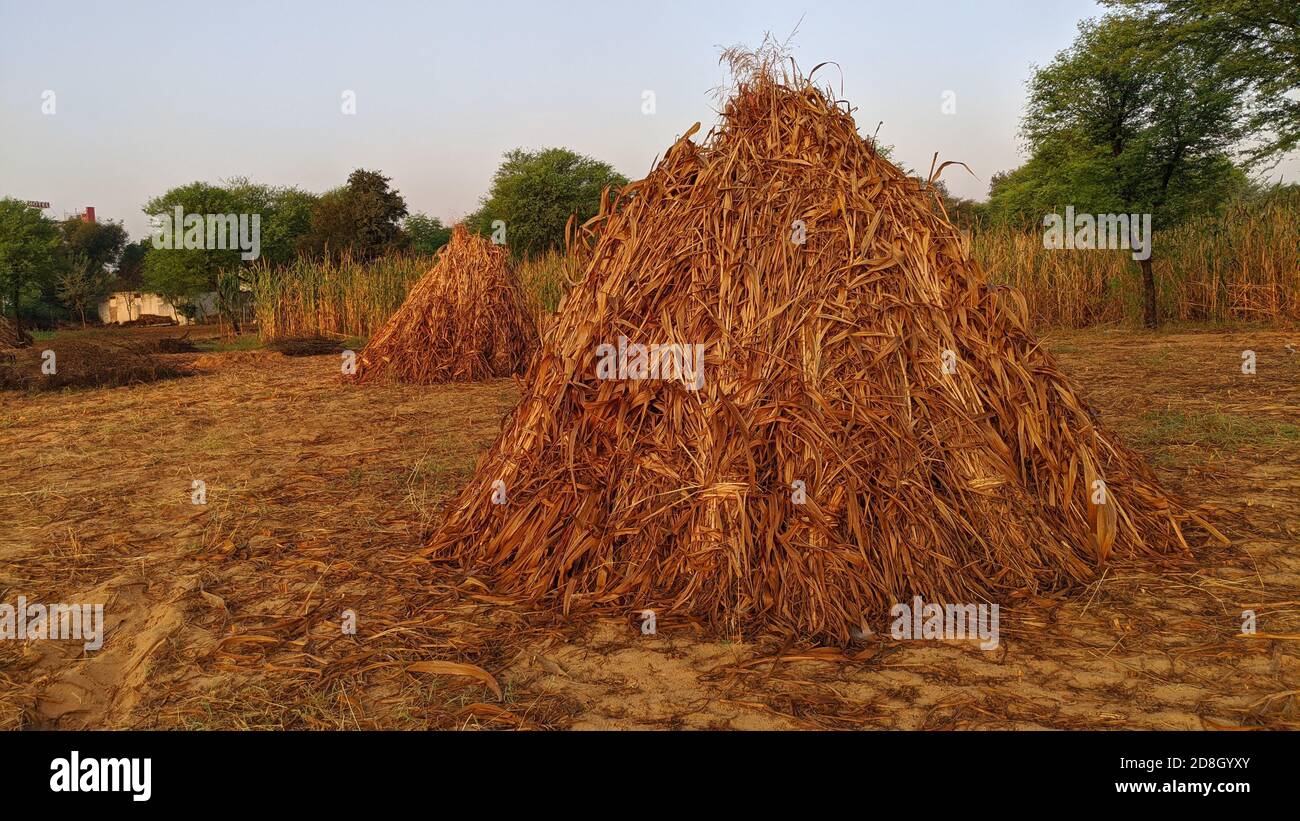 Pile of unprocessed pearl millet in a basket in Indian field while crop ...