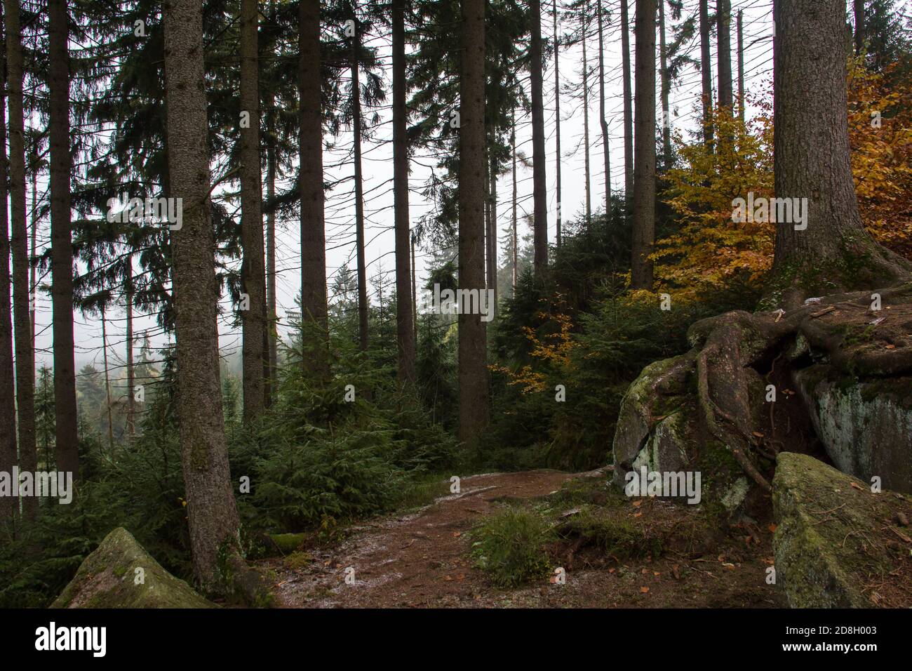 Beautiful nature and trees in Rock labyrinth Luisenburg, in Germany on ...