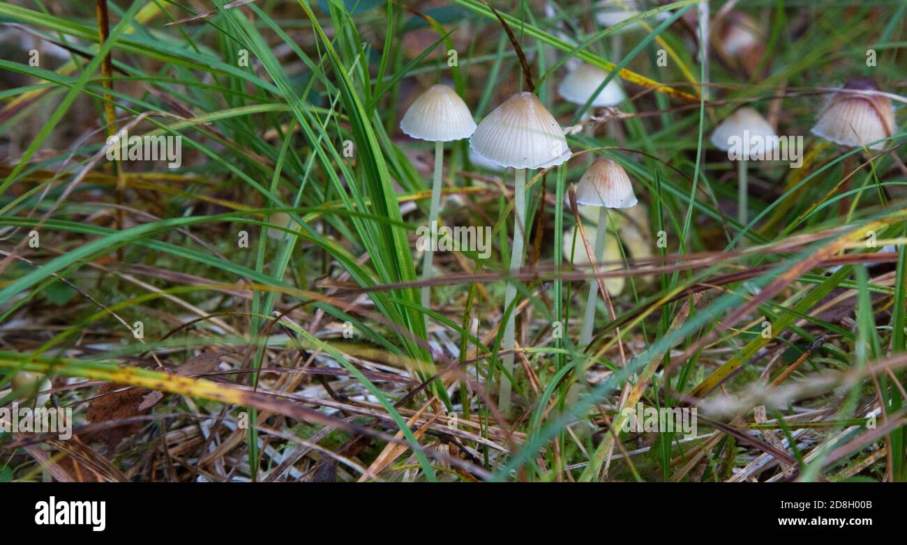 Small mushrooms in the forest.Mycena filopes mushroom Stock Photo - Alamy
