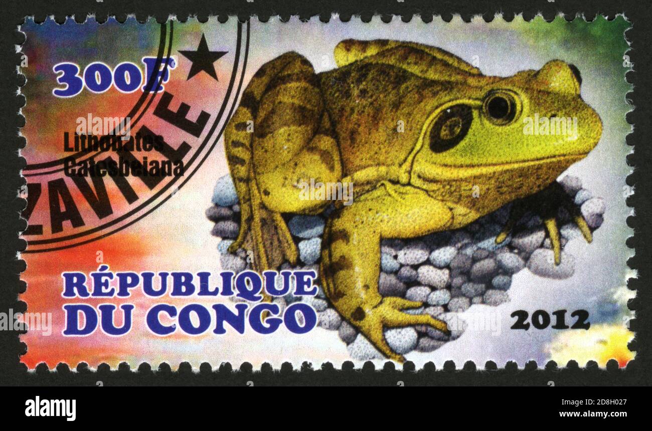 Images of frogs hi-res stock photography and images - Alamy