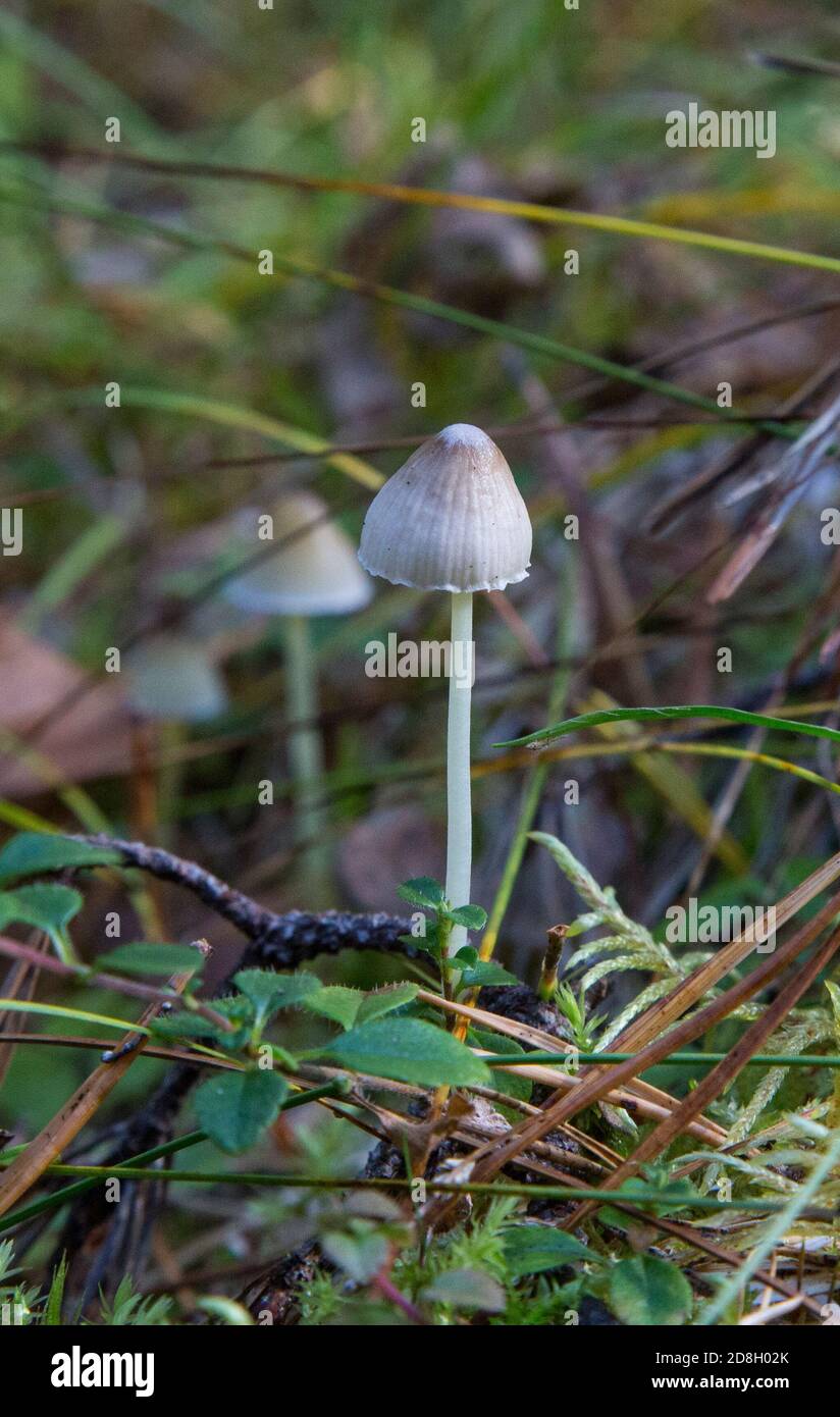 Small mushrooms in the forest.Mycena filopes mushroom Stock Photo - Alamy