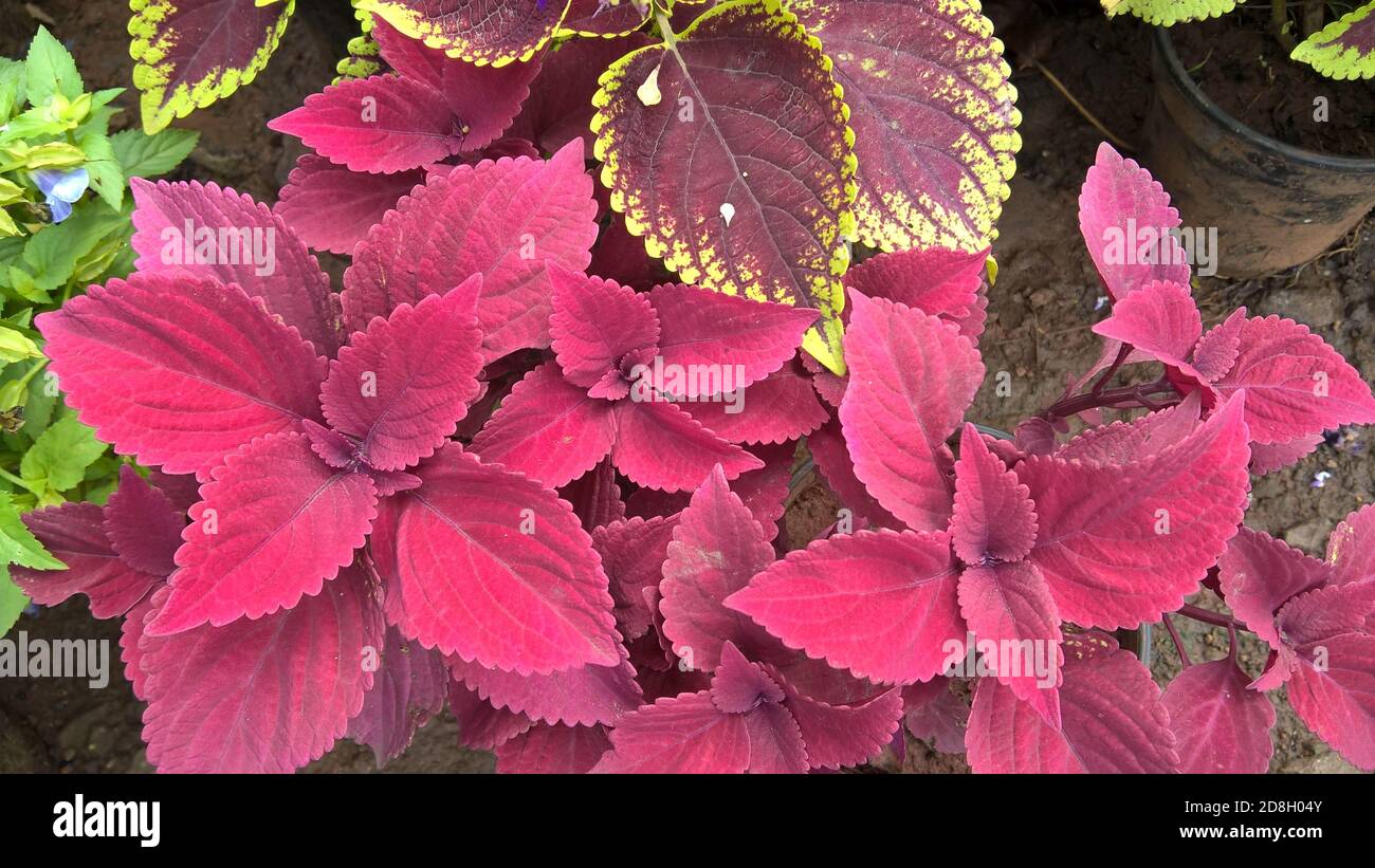 scenic view of coleus plants also called Coleus blumei or Plectranthus ...