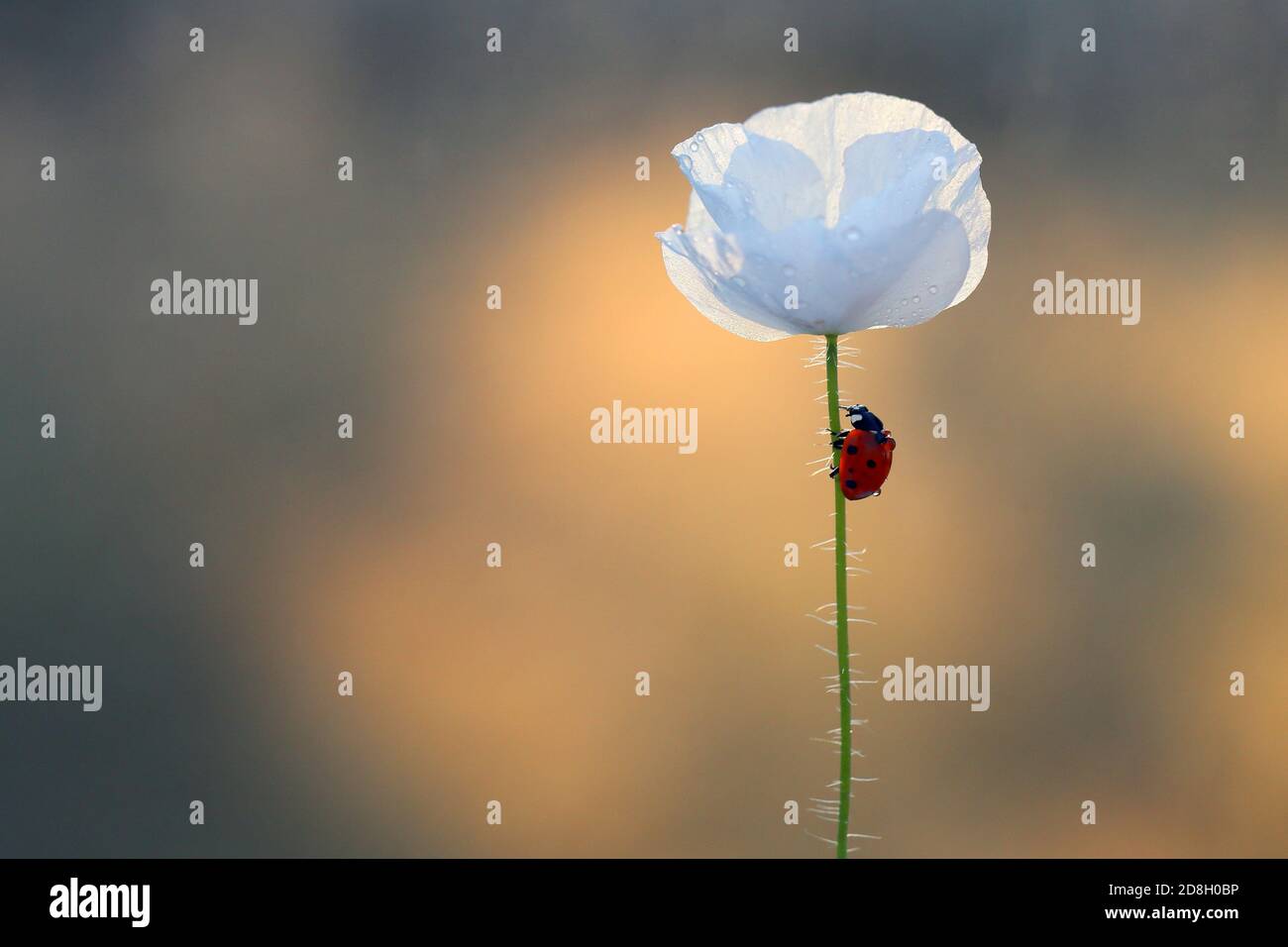 The little red ladybug from my garden poses for photos on a nice ...